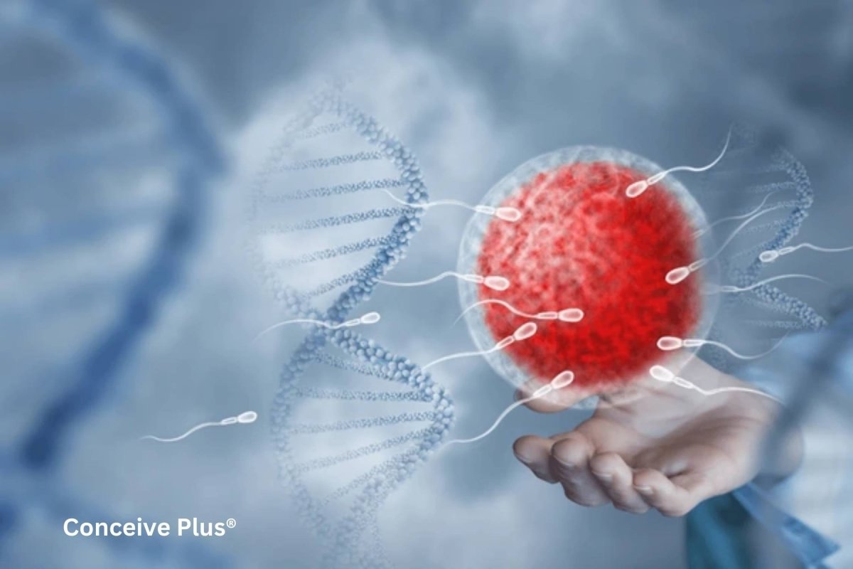 Sperm Motility and How it Affects Fertility | Conceive Plus®